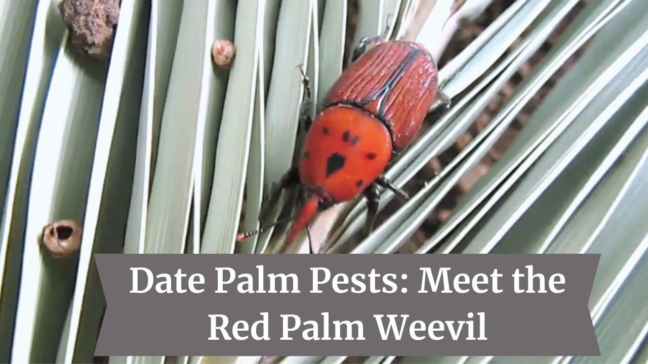 Date Palm Pests: Meet the Red Palm Weevil - YouTube