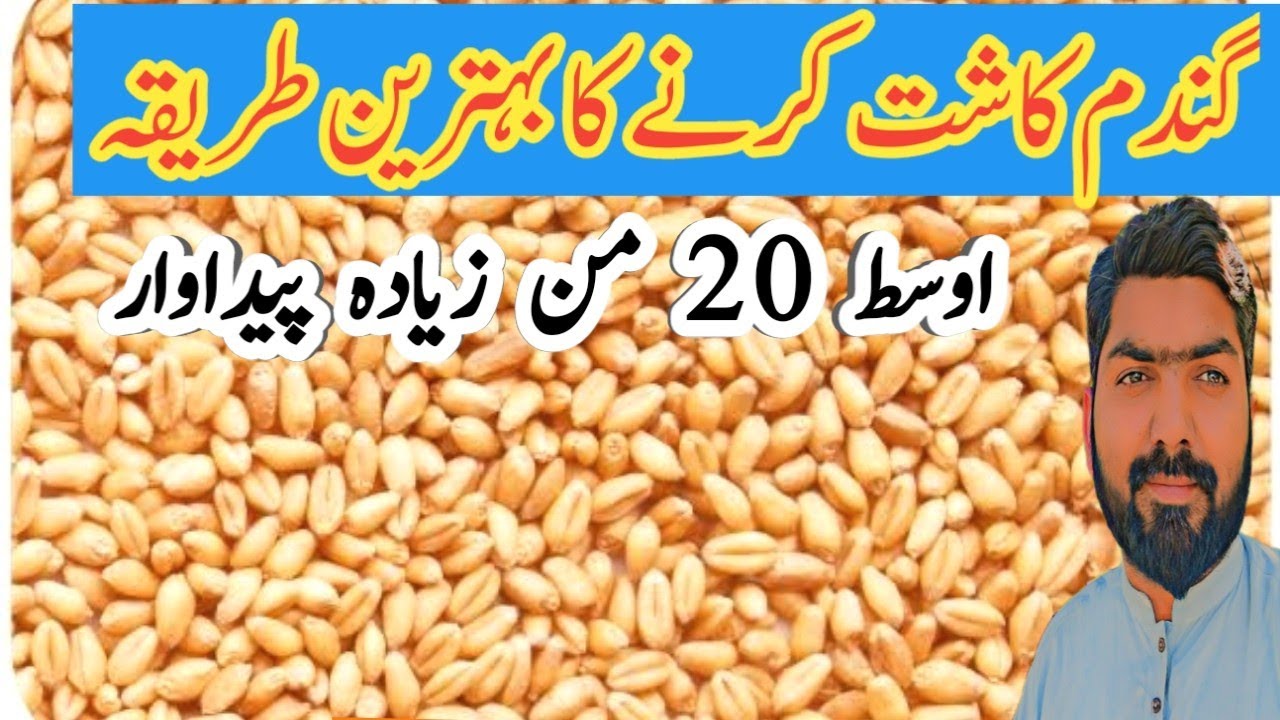 Best Method for Wheat Sowing in Punjab | Wheat Sowing Season 2024 Guide ...