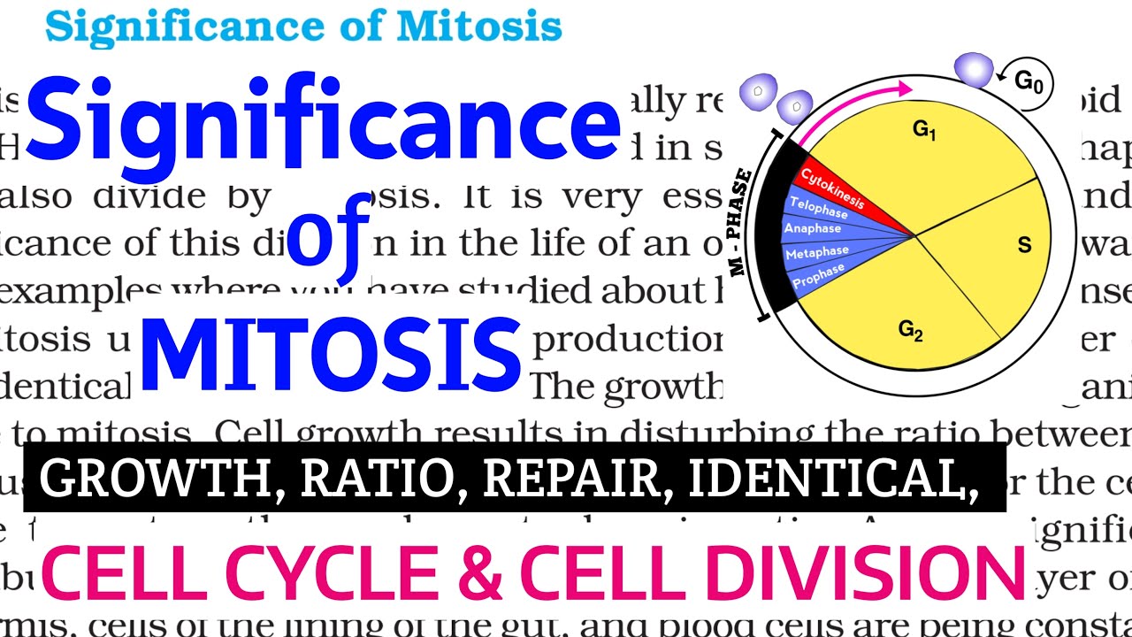 Significance of MITOSIS || NEET AIIMS JIPMER || NCERT || Cell Cycle and ...