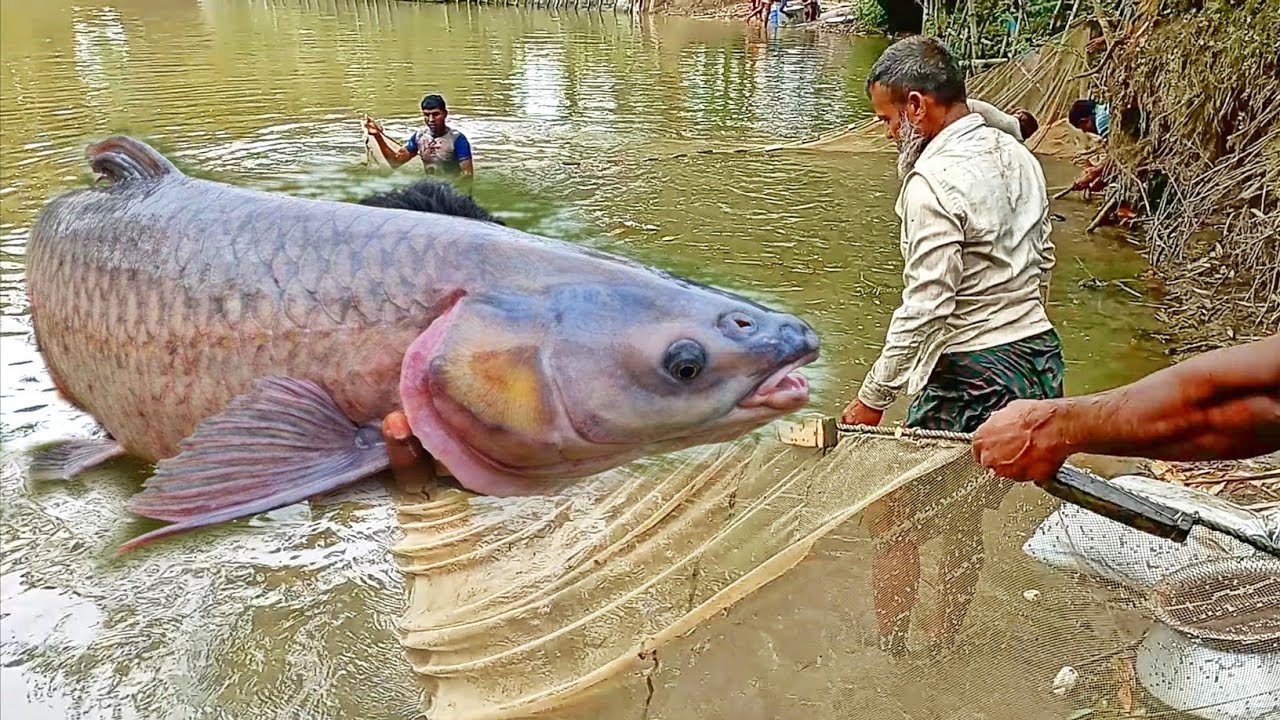 Incredible Village Grandpa's Catch Lots Of Big Carp Fish With Net I ...