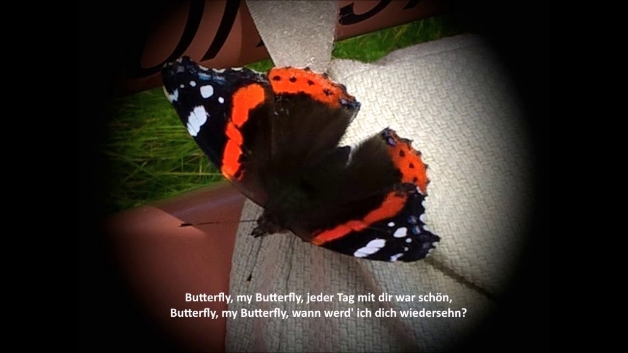 Danyel Gérard - Butterfly 1971 (Lyrics) - YouTube