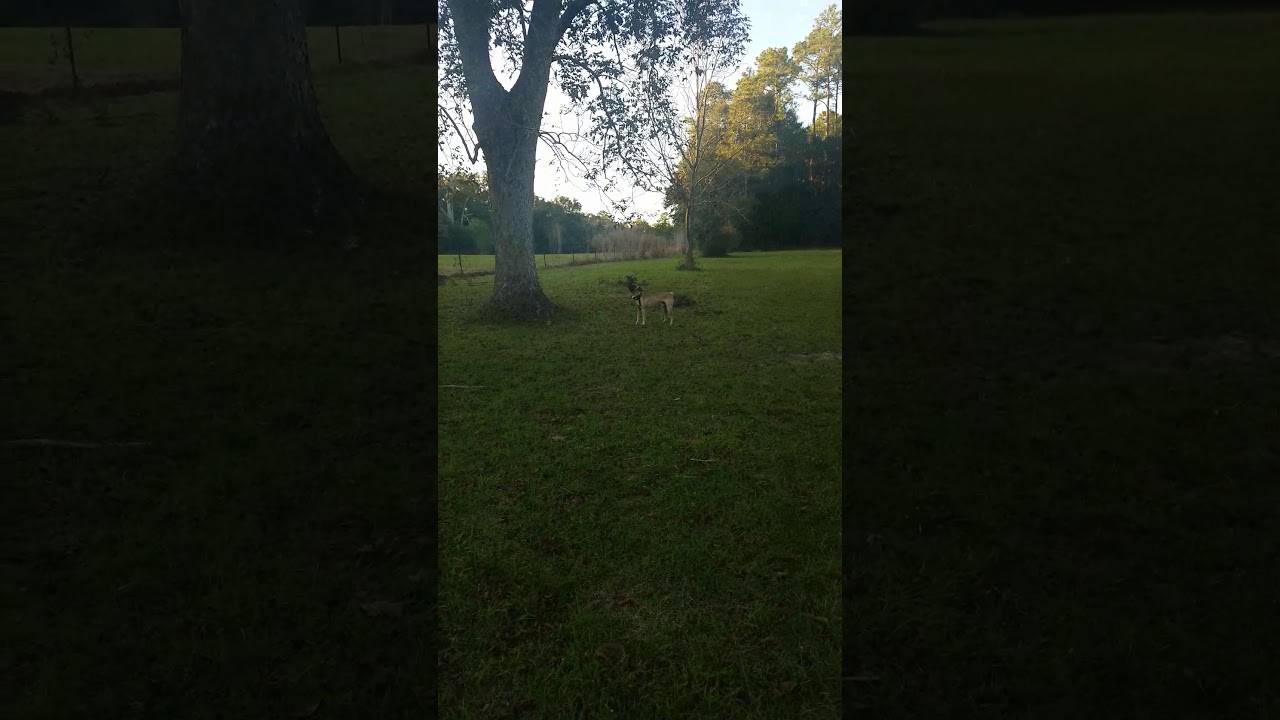 My dog treeing a squirrel 🐶 - YouTube