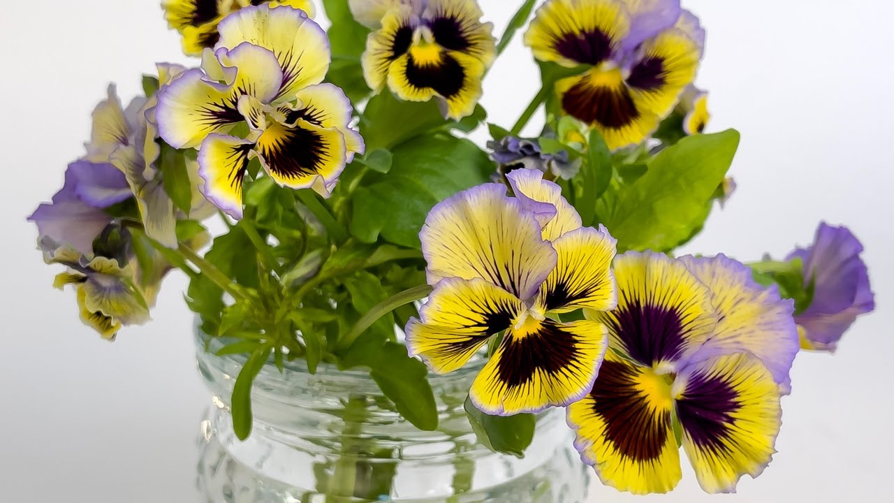 Cut Pansy Care - YouTube