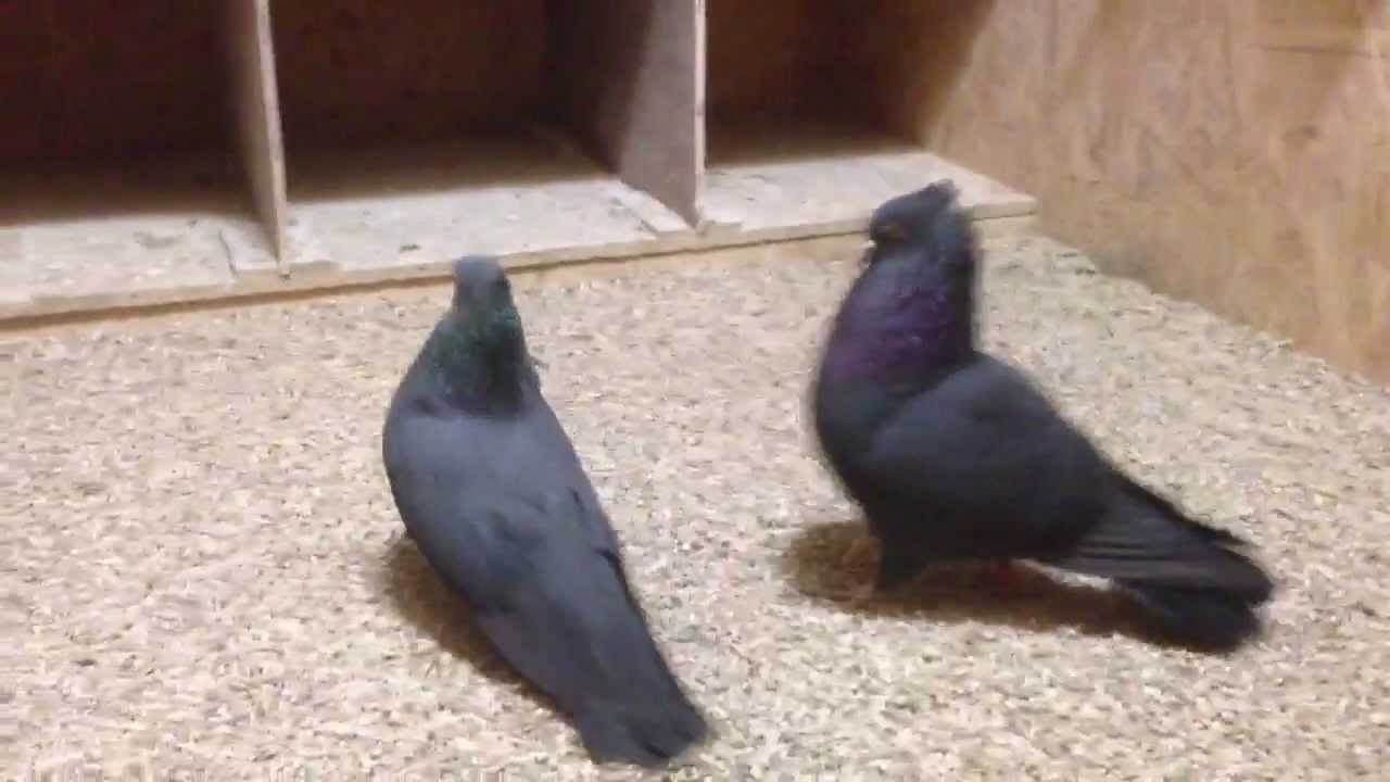 kotri abadani, kaftar abadani, koter, duvor, iranian kaftar - YouTube