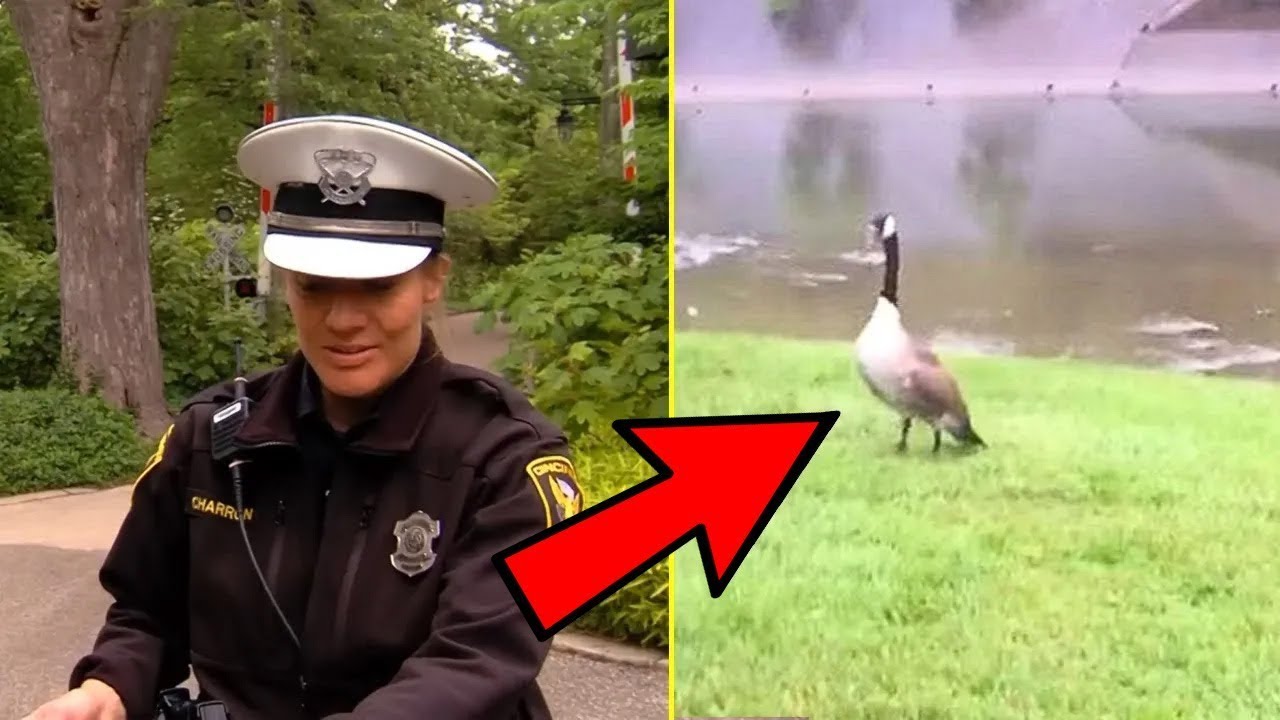 Cop Is Puzzled When A Goose Knocks On His Car Window Until He Realizes ...