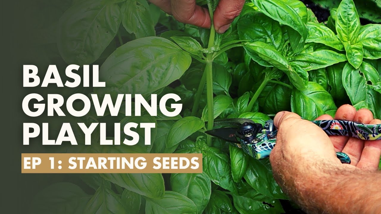 (Ep 1/8) How to Grow basil? FULL Basil Growing Guide - YouTube