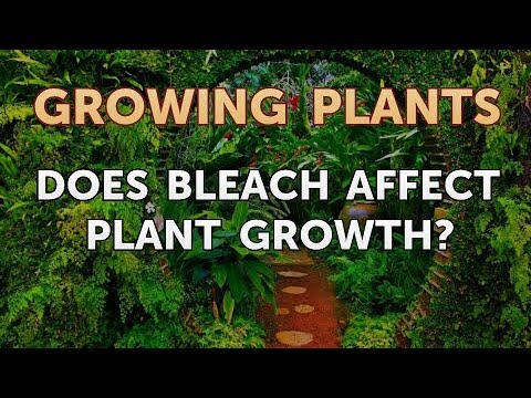 Can Bleach Affect Plant Growth