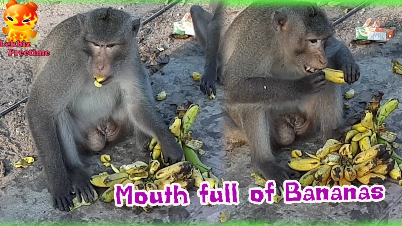 The monkey sat and ate bananas until his mouth was full - YouTube