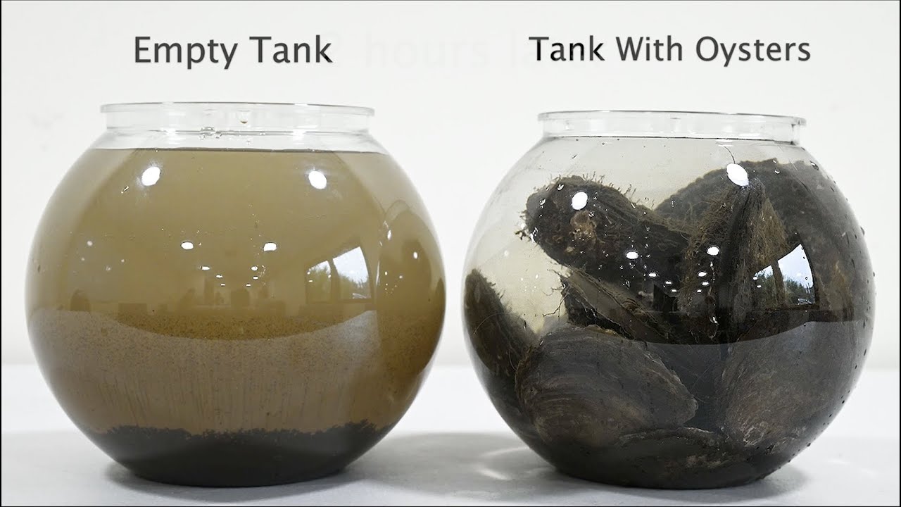 Oysters' Superpower 1: Water Cleaning - YouTube