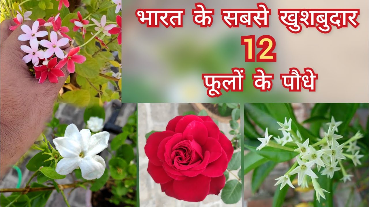 Top 12 fragrant/ Scented/ Aromatic/ Permanent flower plants india, भारत ...