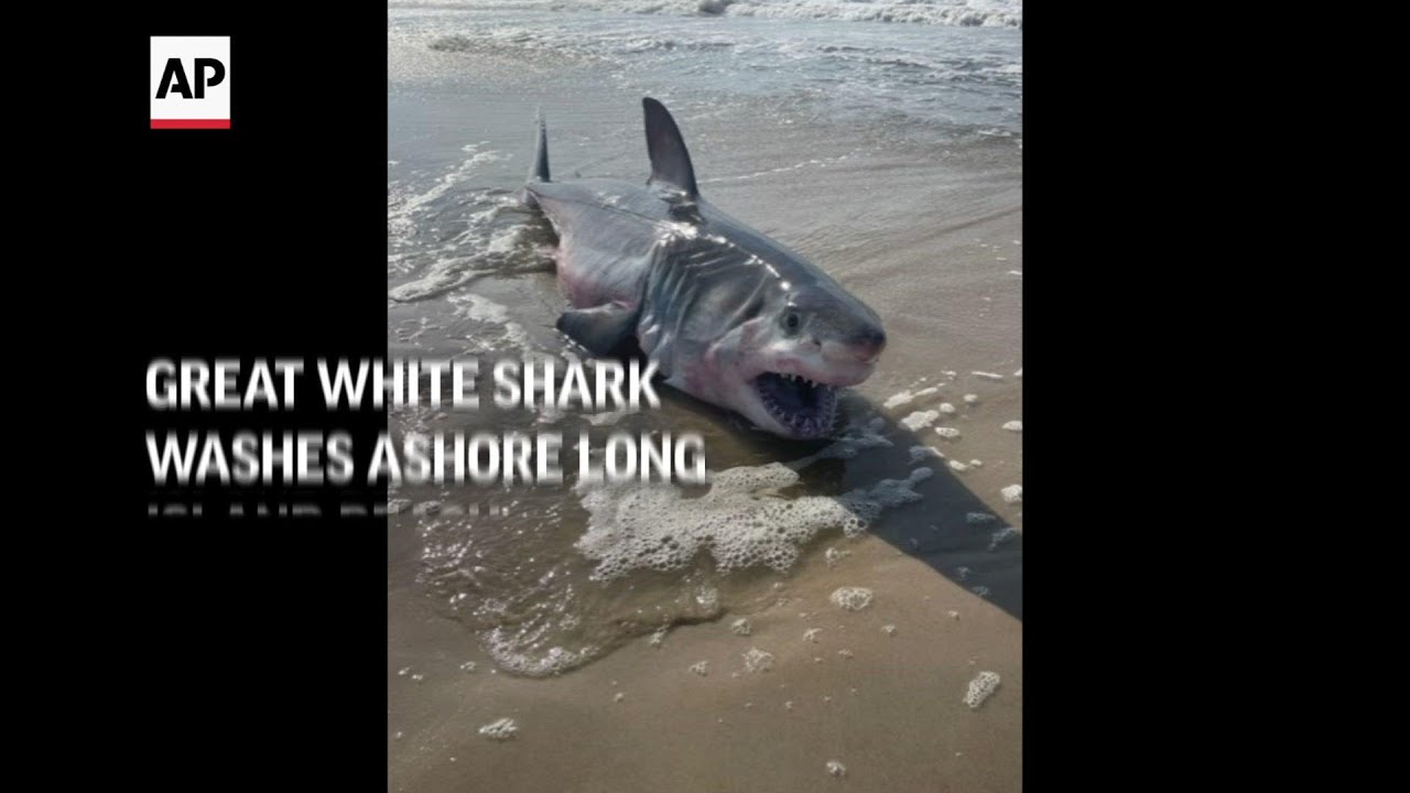 Great White Shark Washes Ashore Long Island Beach Youtube