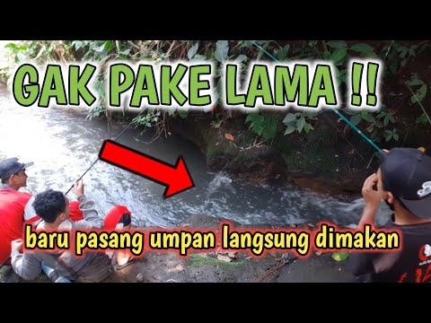 Umpan Baru Dipasang Langsung Dimakan Ikan Mancing Disini Gak Pake Lama