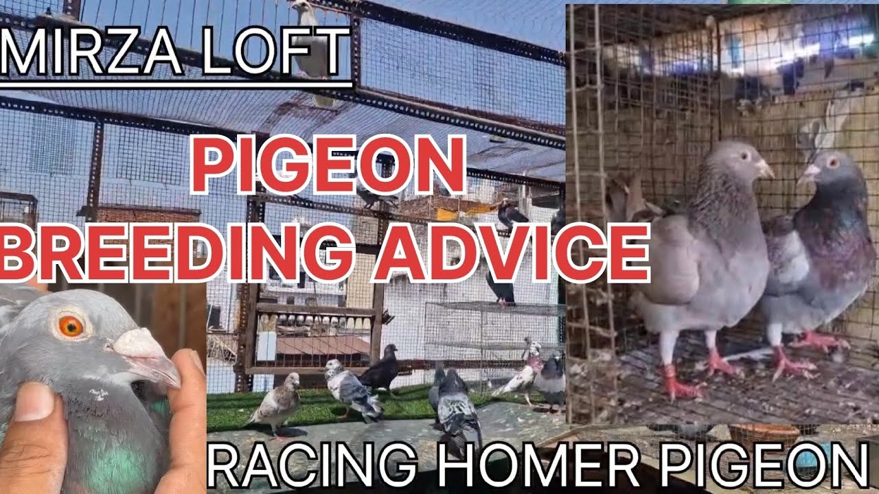 How to Breed Racing Homers (Pigeon) - Tips from the Experts - YouTube