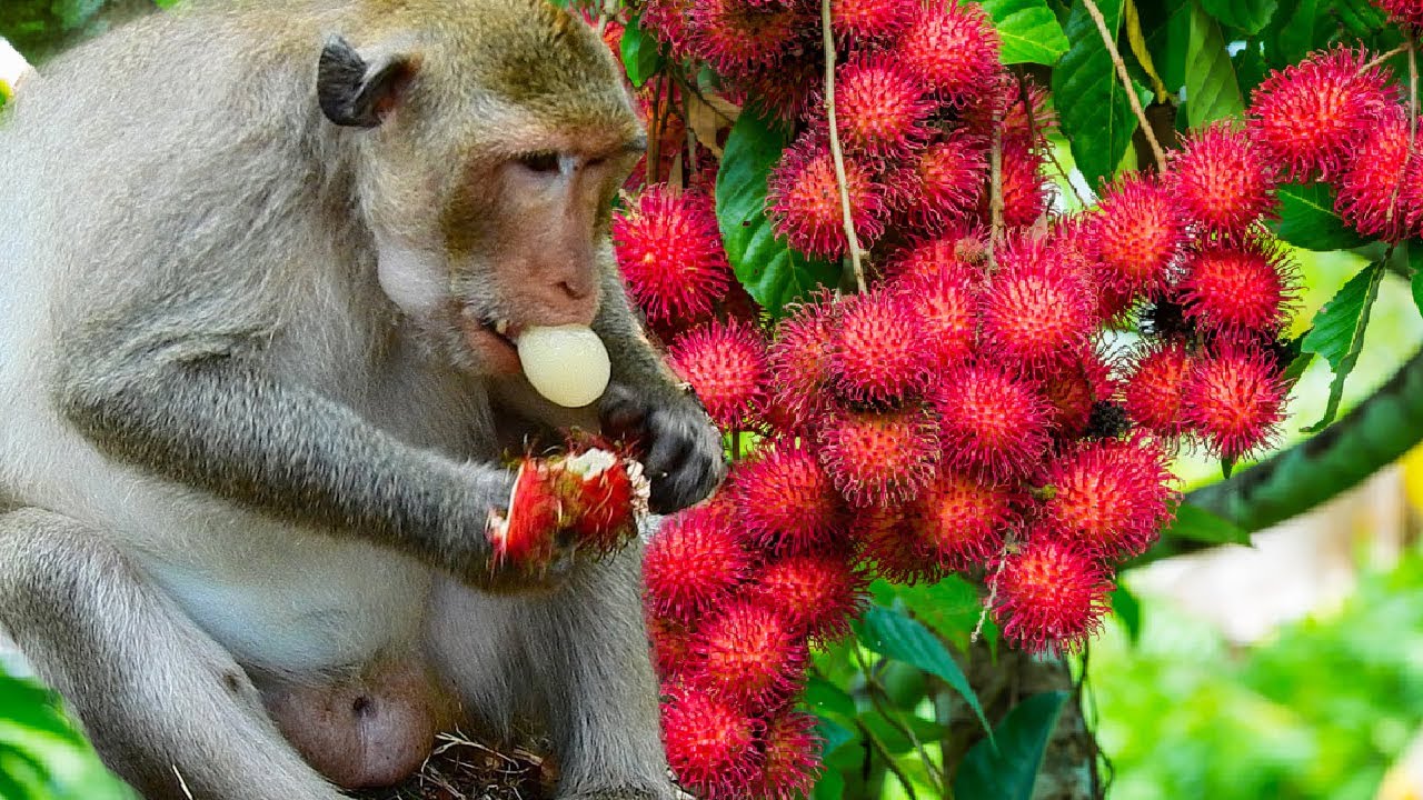 The Big Boss Monkey Eating Rambutans on the top of Tree - YouTube