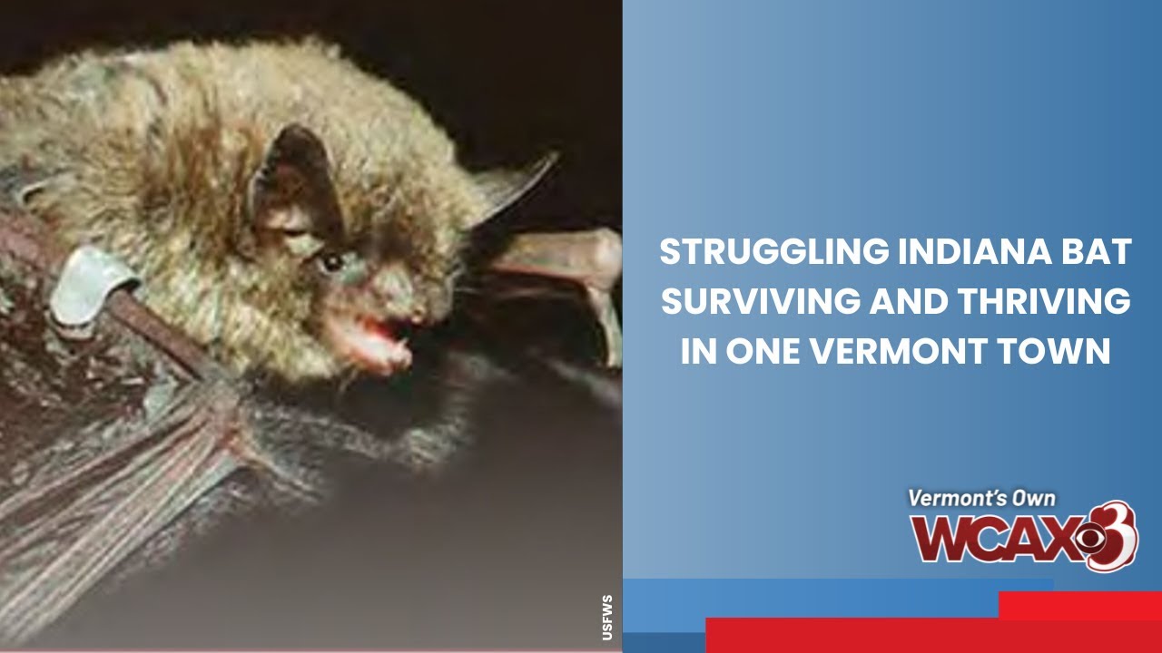 Struggling Indiana bat surviving and thriving in one Vermont town - YouTube