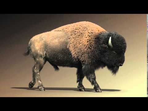 Bison walk cycle animation - YouTube