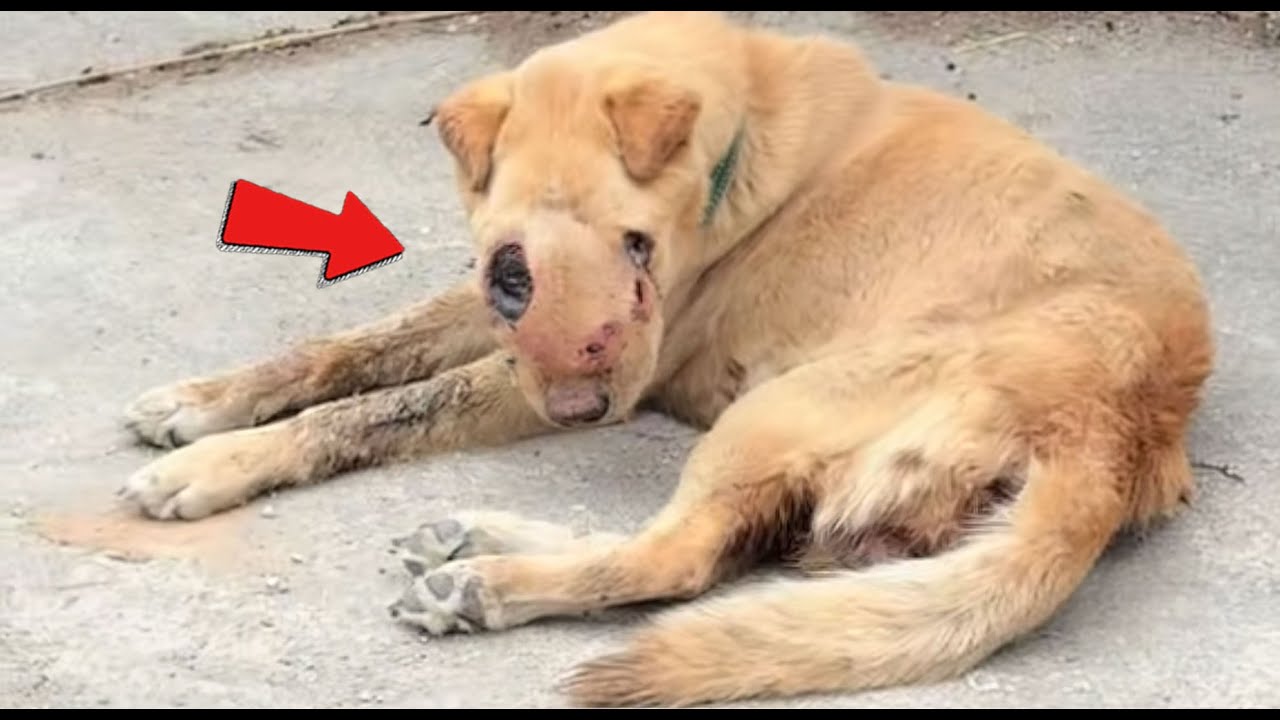 🔥 "When the Vet Said 'Euthanize', This Rotting Dog Did Something ...