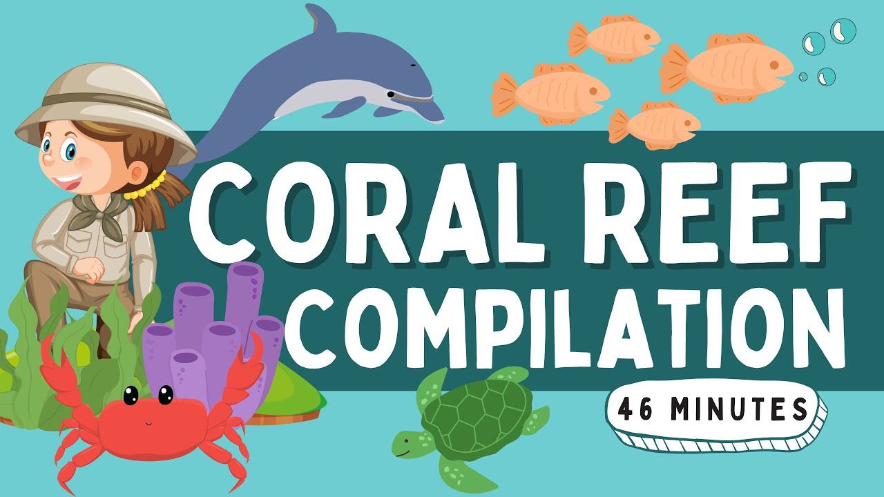 Coral Reef Compilation | Wildlife for kids - YouTube