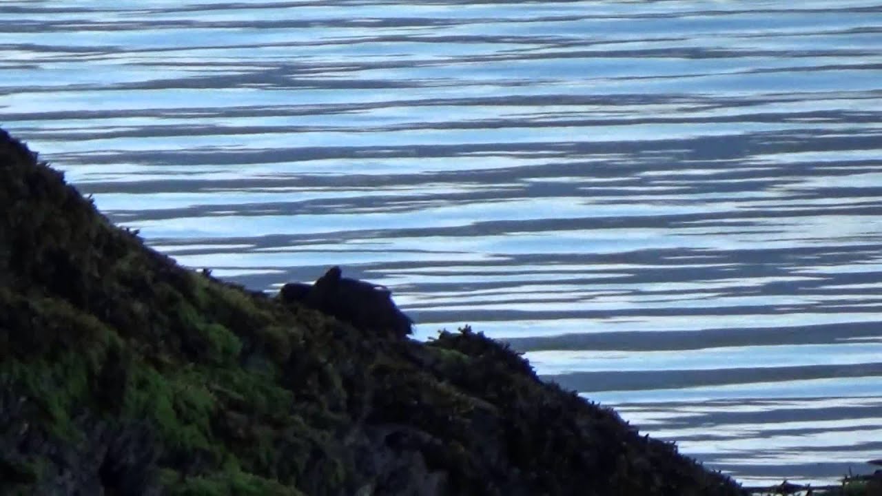 Amazing Bald Eagle swimming after trophy catch - YouTube