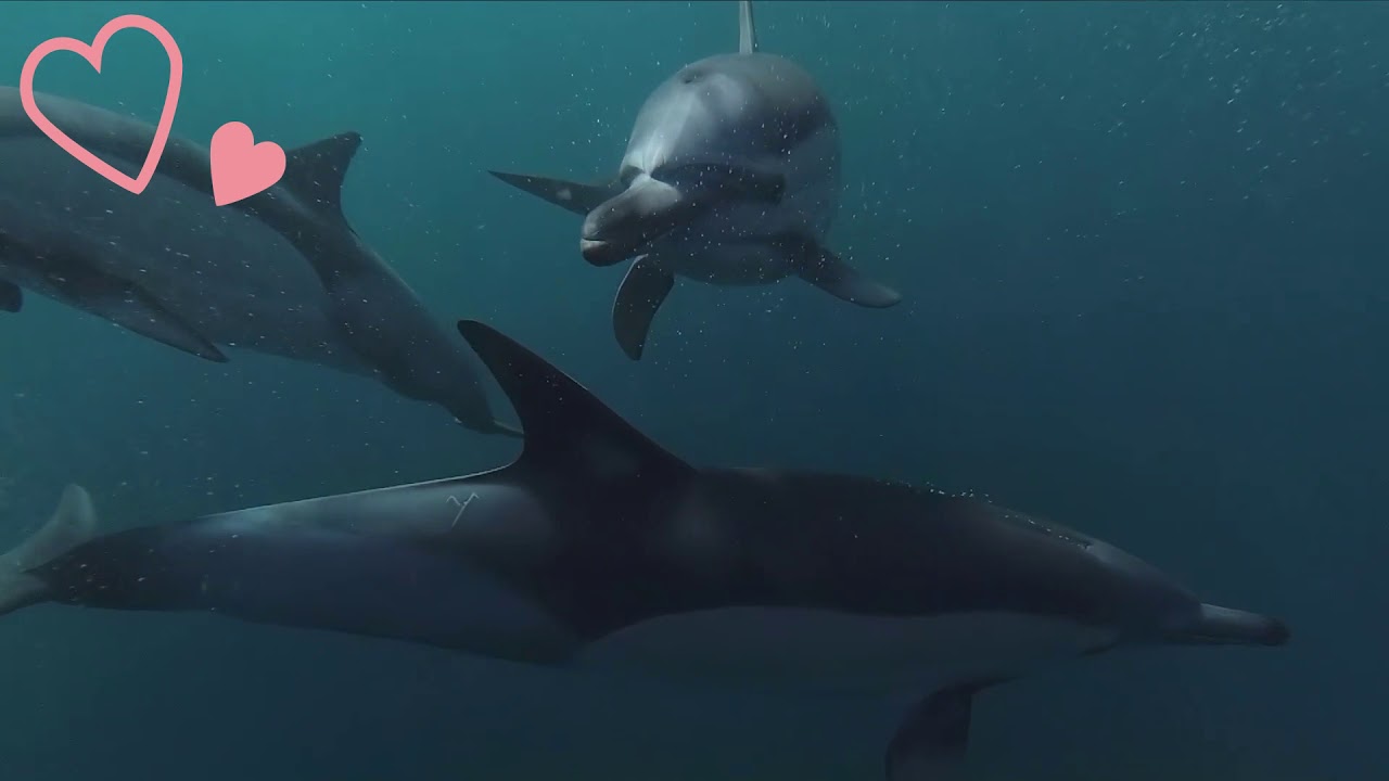 DAILY POSITIVE ENERGY 15 (DOLPHIN EDITION) - YouTube