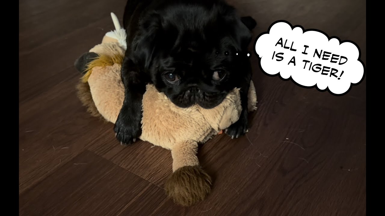 Pug Entertainment - Favorite Pug Games - YouTube