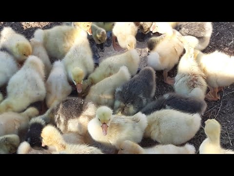 PEKİN ÖRDƏKLƏ ,GAZ BALASI MÜKƏMMƏL İNKİŞAF EDİR.