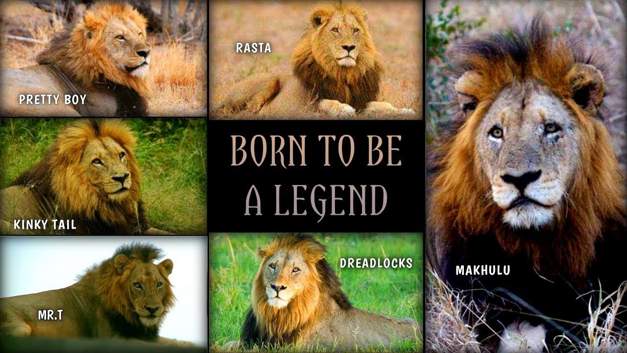 The Legendary Mapogo Lions - YouTube