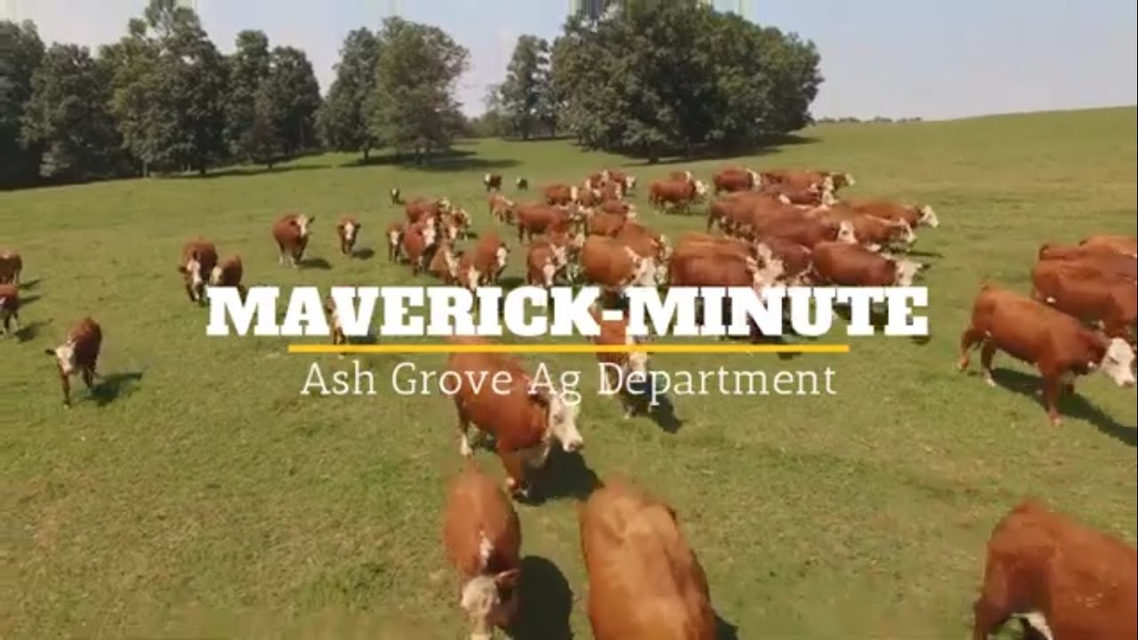 Maverick-Minute Episode 7: Isakson Cattle Company Spring Cattle Working ...