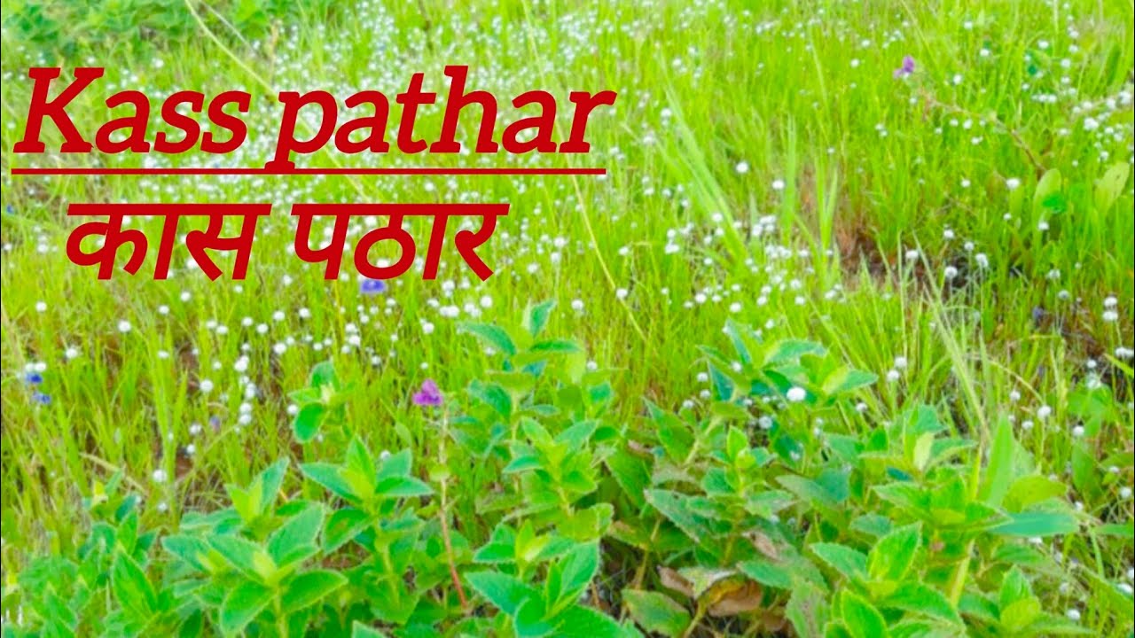 कास पठार|Kas pathar|Satara|A beautiful vally of flowers 🌺🌹 - YouTube