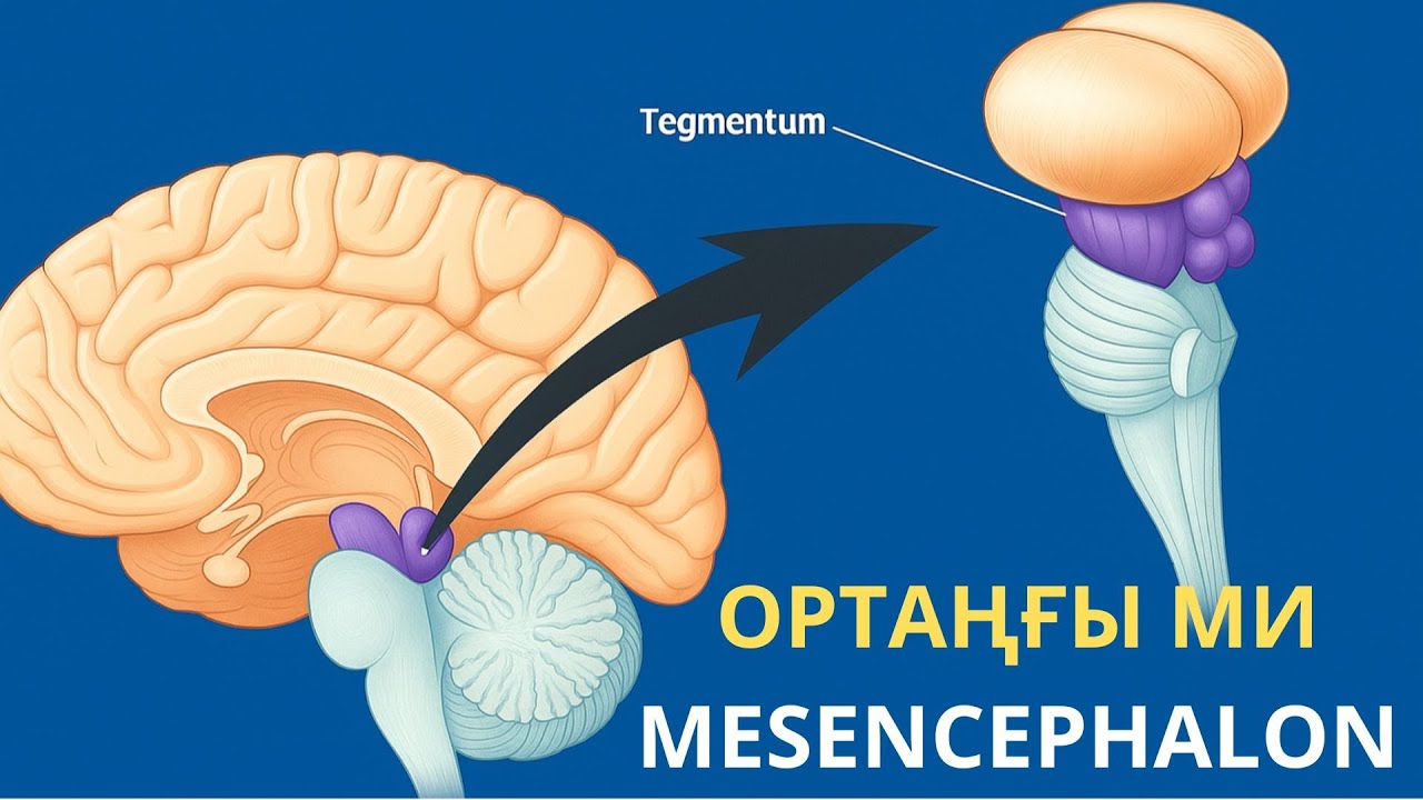 ОРТАҢҒЫ МИ АНАТОМИЯСЫ | MESENCEPHALON | ҚҰРЫЛЫСЫ | ҚЫЗМЕТІ | ҚАЗАҚША ...