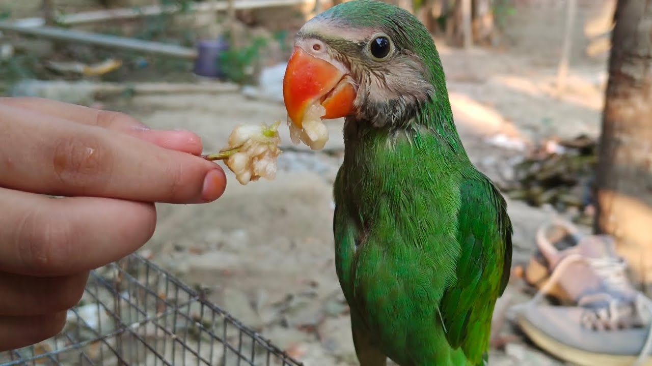 A smart Parrot is eating apple asmr video. - YouTube