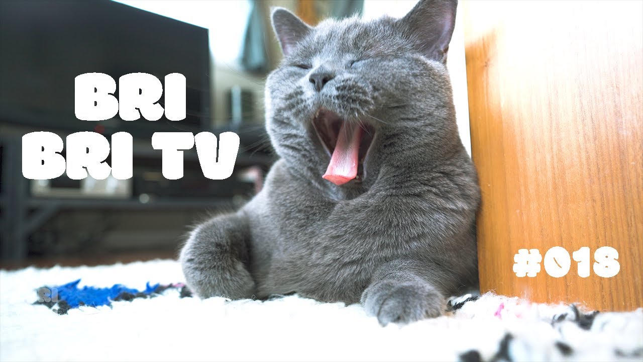 BRI BRI TV 018 GWの乗り物 - YouTube