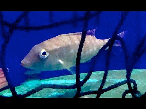イトフエフキ Thread-fin emperor Lethrinus genivittatus - YouTube