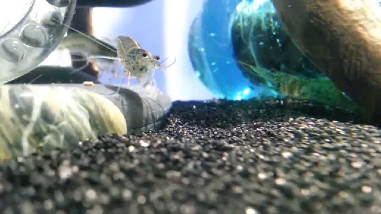 Amano shrimp filter feeding ...kind of. - YouTube