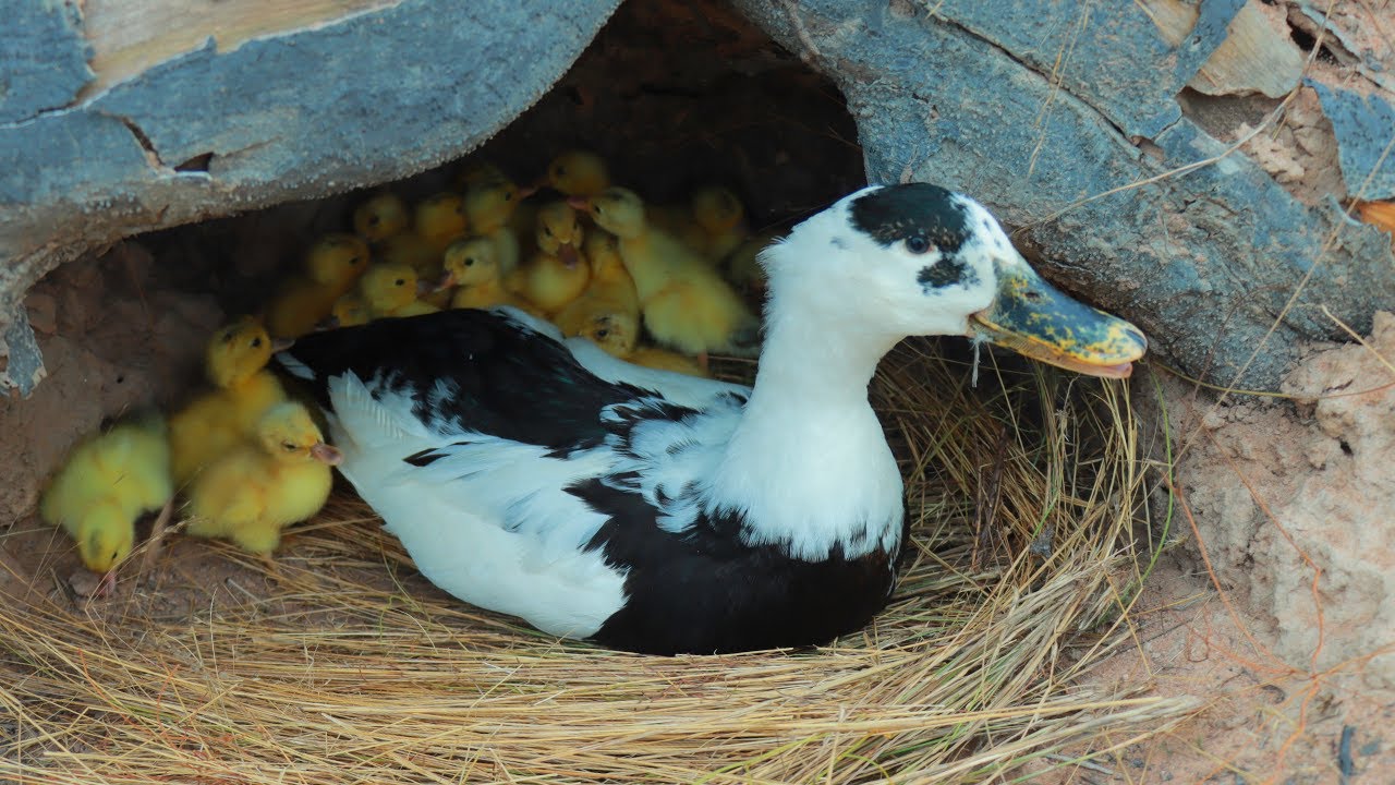Amazing!! I Took 40Duckling Hatching From Eggs - New Baby Duck Born ...