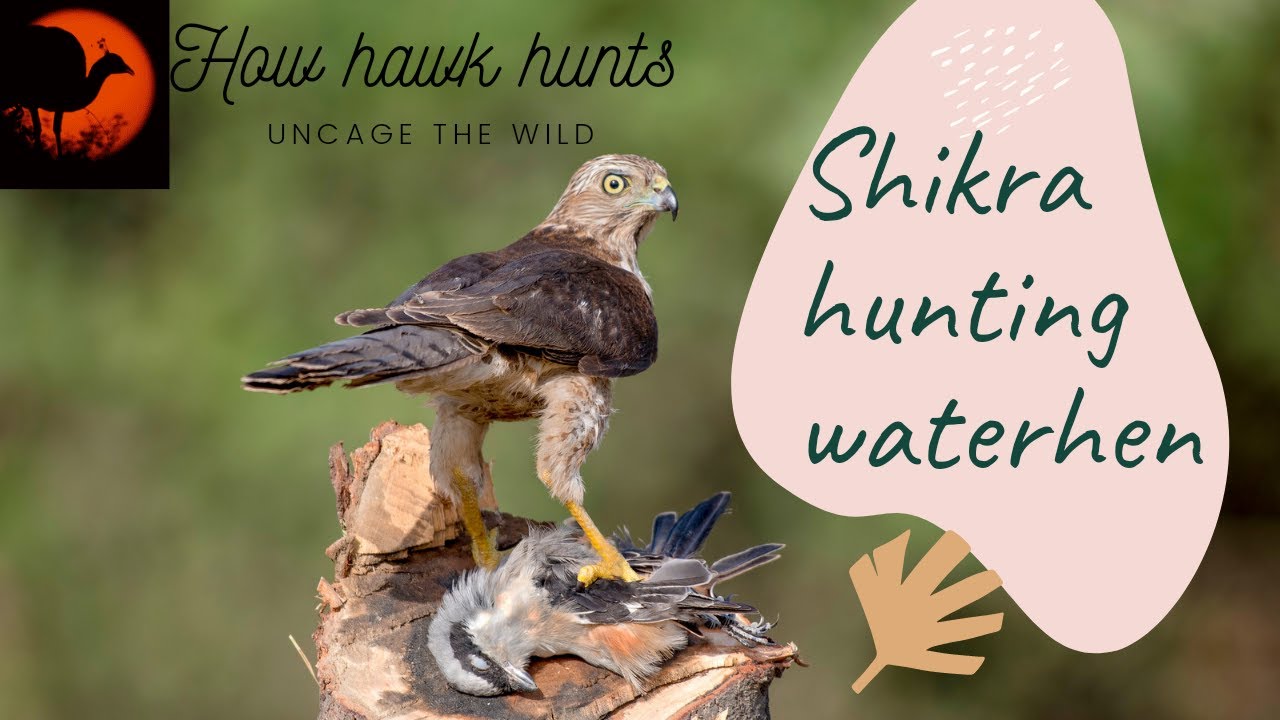 Shikra hunting waterhen | How hawk hunts birds and pigeon | Shikra ...