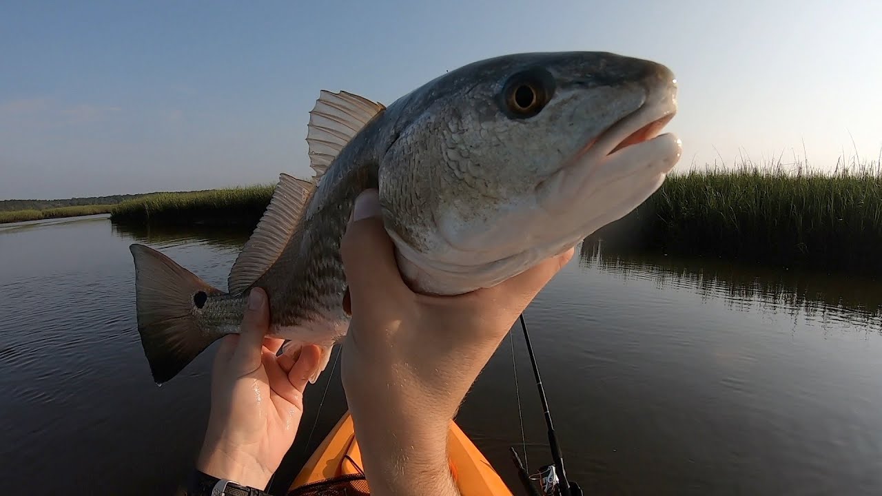 Big fish in the summer (Brunswick GA) - YouTube