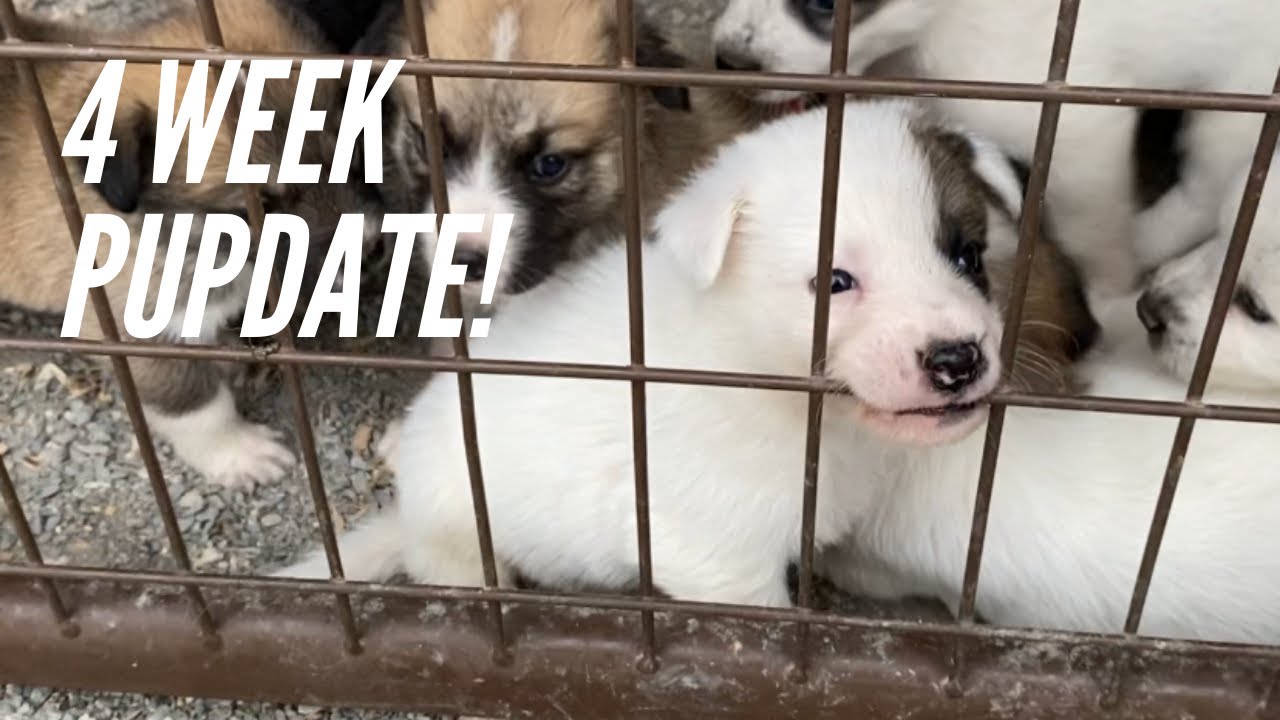 4 Week Pupdate: Great Pyrenees x Belgian Malinois Puppies are getting ...