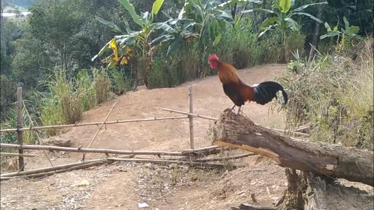 qaib zoo nkauj thiab qua zoo heev- npaj tos dib rau xyoo 2025 - YouTube