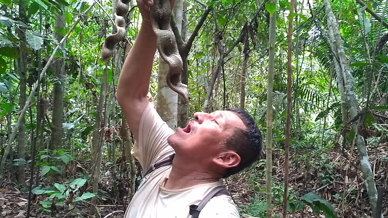 Amazonie. Les lianes à eau. Los bejucos de agua. Cipós de água. - YouTube
