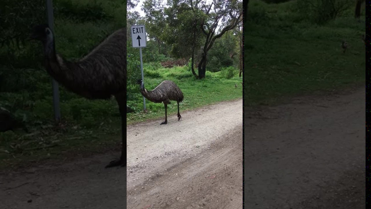 Emu Dad with the Kiddos || ViralHog - YouTube