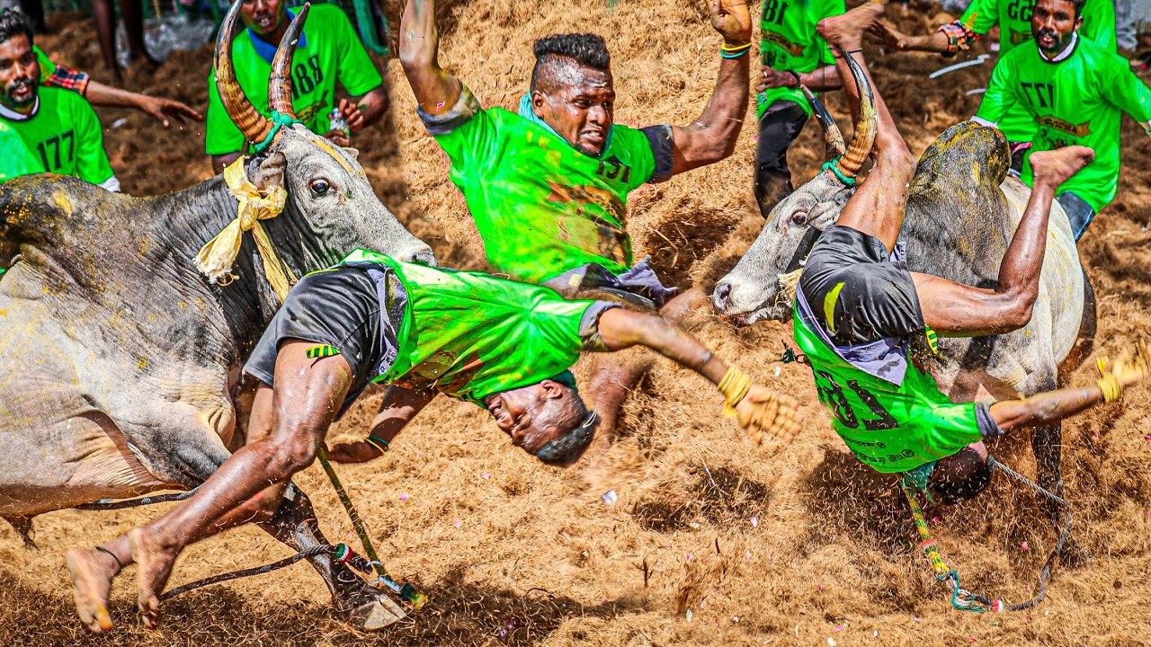 Kattikulam Jallikattu 2025 Videos 05 | கட்டிக்குளம் ஜல்லிக்கட்டு 2025 ...