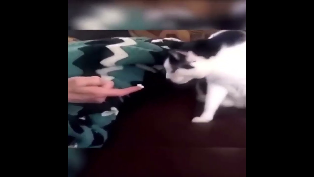 Pussy Cat Youtube