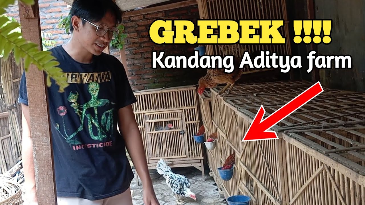 GREBEK KANDANG ADITYA FARM 99 || BANYAK AYAM MEWAH TERNYATA ...