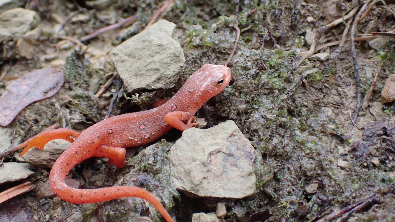 Eastern Newt Red Eft Stage - YouTube
