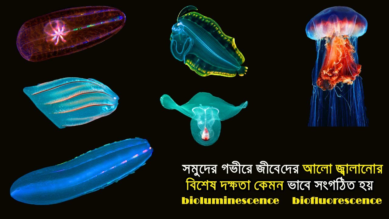 Bioluminescence in oceans,example of biolumiscence...... - YouTube