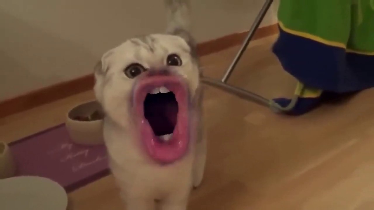 Speaking cats - YouTube