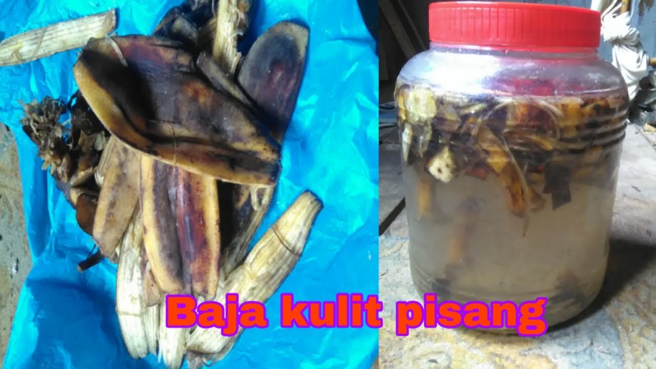 Cara membuat baja sendiri dengan kulit pisang 🍌 - YouTube