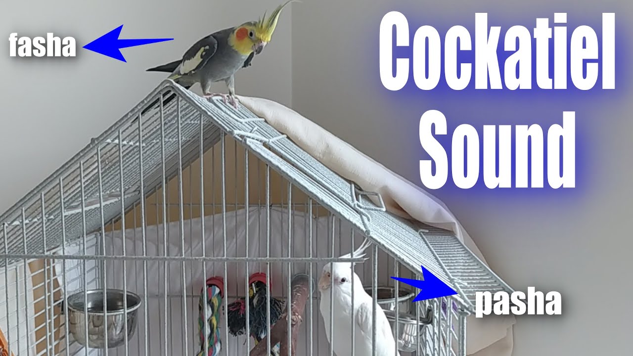 COCKATIEL SOUND - MY BIRDS PASHA AND FASHA - YouTube