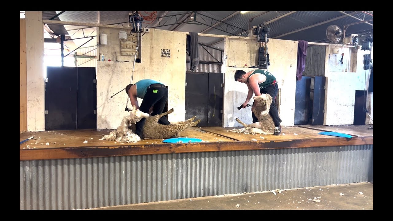 Our quickest shearing ever! - YouTube
